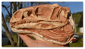 Fósseis Estudados - Laboratório de Paleontologia USP - Ribeirão Preto