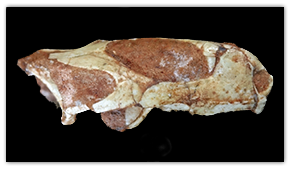 Fósseis Estudados - Laboratório de Paleontologia USP - Ribeirão Preto